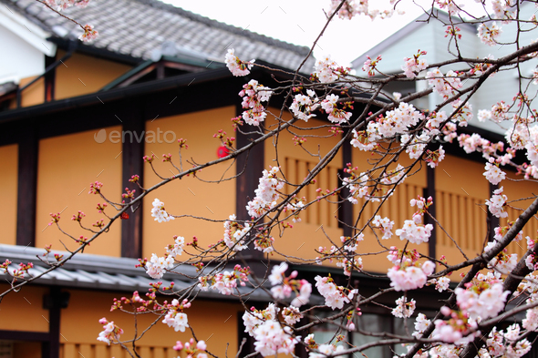 Sakura tree and traditional japanese house Stock Photo by leungchopan