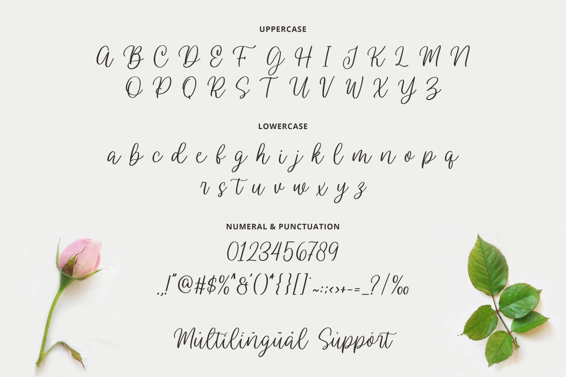 Wendling - Beauty Script, Fonts | GraphicRiver