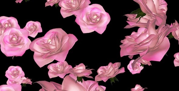Flying Roses - Pack Of 3 Transitions, Motion Graphics | VideoHive