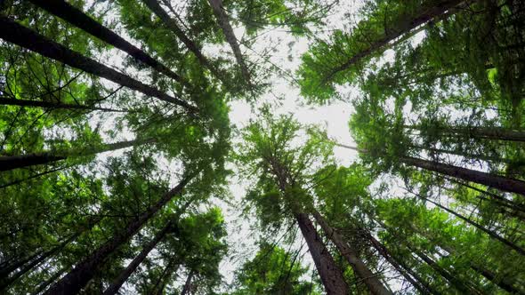 Low angle view of trees in forest 4k, Stock Footage | VideoHive