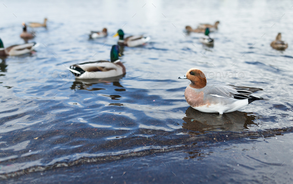 Lots of duck Stock Photo by leungchopan | PhotoDune