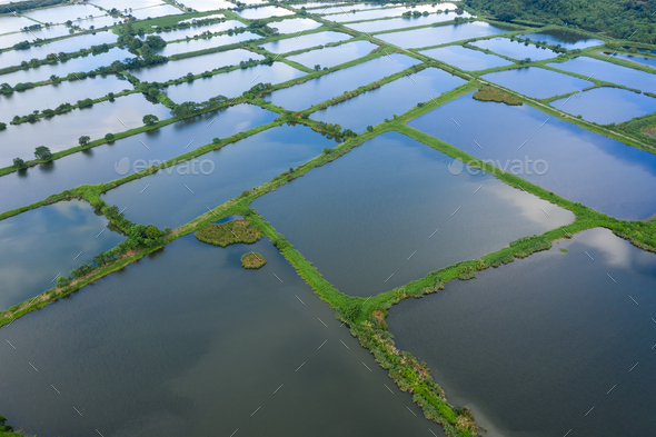 Top view Fish hatchery pond Stock Photo by leungchopan | PhotoDune