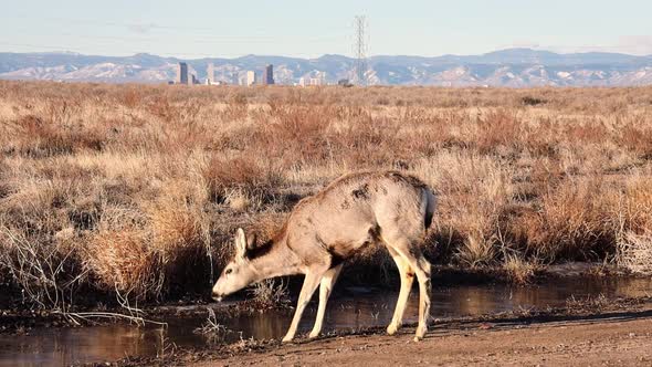 Mule Deer drinking from a small puddle at sunrise with downtown Denver ...