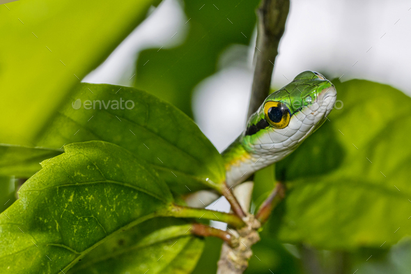 Parrot snake, Satiny Parrot Snake, Corcovado National Park, Costa Rica ...
