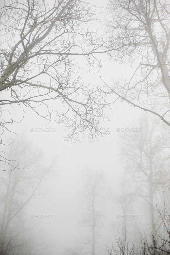 Trees with bare branches in winter seen through thick mist in winter ...