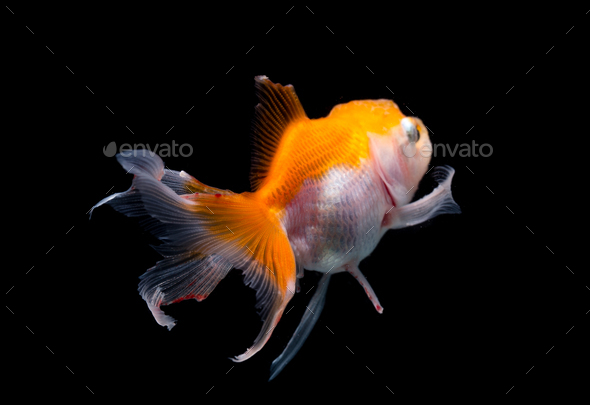 The back view of Gold fish Stock Photo by leungchopan | PhotoDune