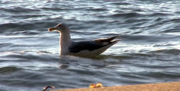 Floating Seagull HD Loop, Stock Footage | VideoHive