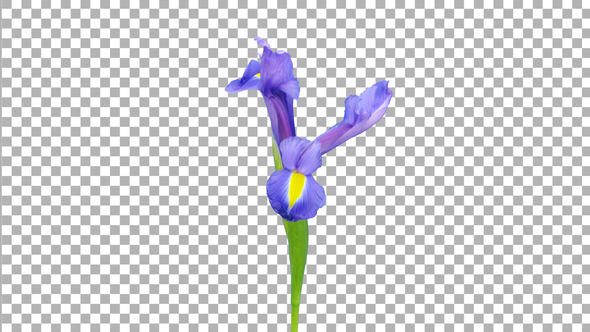 Time-lapse of opening blue iris with ALPHA channel, Stock Footage ...