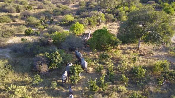 Aerial, elephants walking single file through grasslands and charging ...