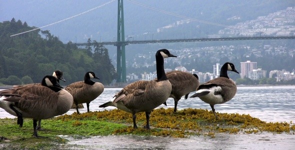 Geese and Brigde - Pack 2 - HD , Stock Footage | VideoHive