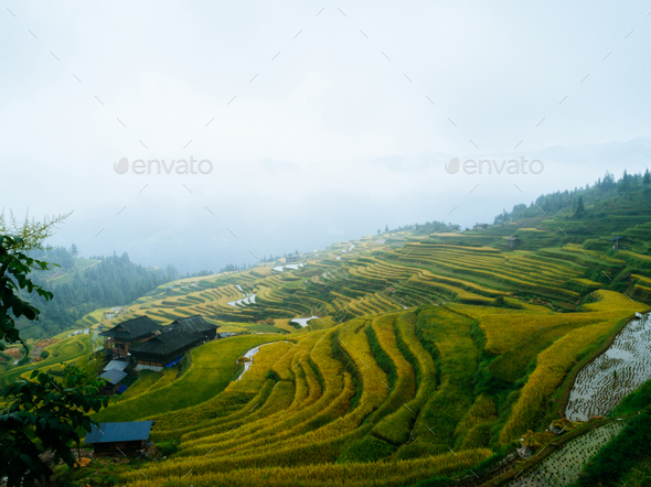 Beautiful terrace rice field with small houses in China Stock Photo by lzf