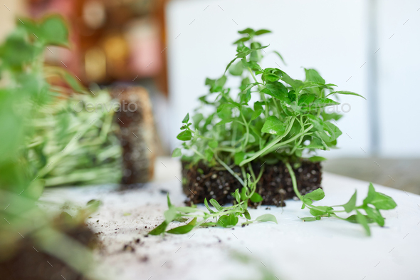 Microgreens basil on white background, Vegan micro sunflower greens ...
