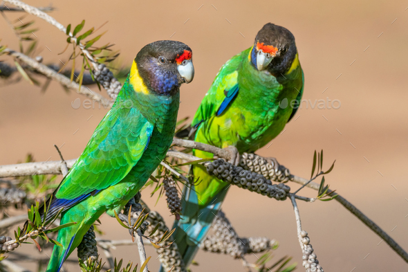 Australian Ringnecks or Twenty-eight Parrots Stock Photo by zambezi