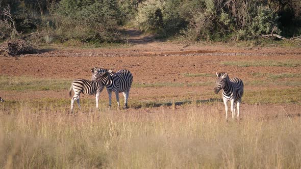Mother and baby zebra at the savanna , Stock Footage | VideoHive