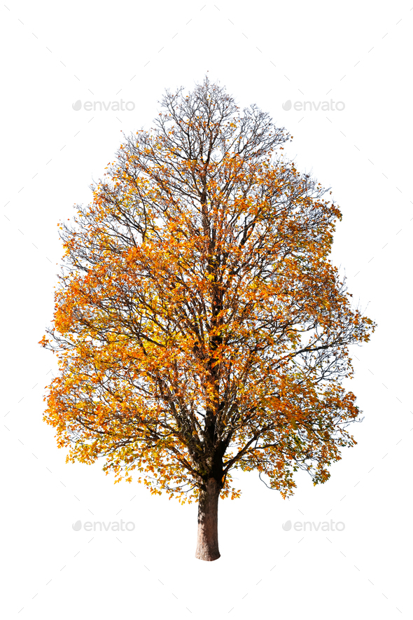 Orange autumn tree isolated on white Stock Photo by ivankmit | PhotoDune