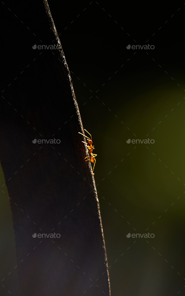 The ant climbing on the tree trunk Stock Photo by Studio_OMG | PhotoDune
