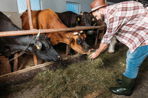 bearded middle aged farmer in hat and checkered shirt feeding cows in ...