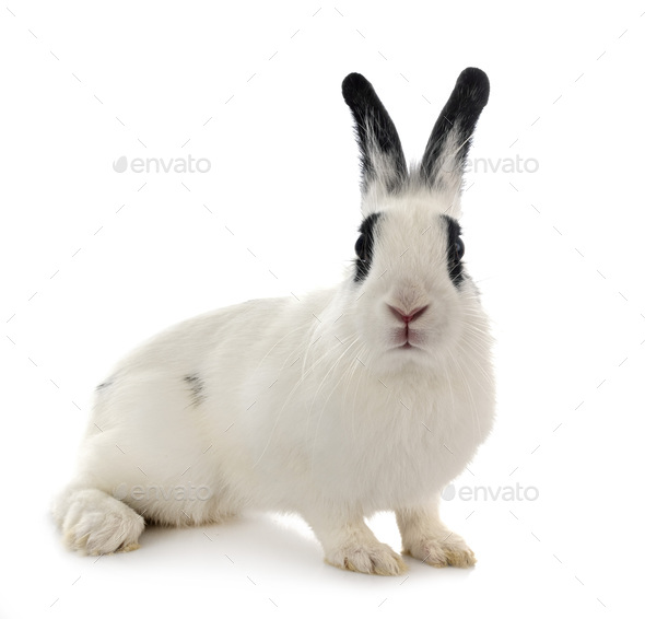 English Spot rabbit Stock Photo by cynoclub | PhotoDune
