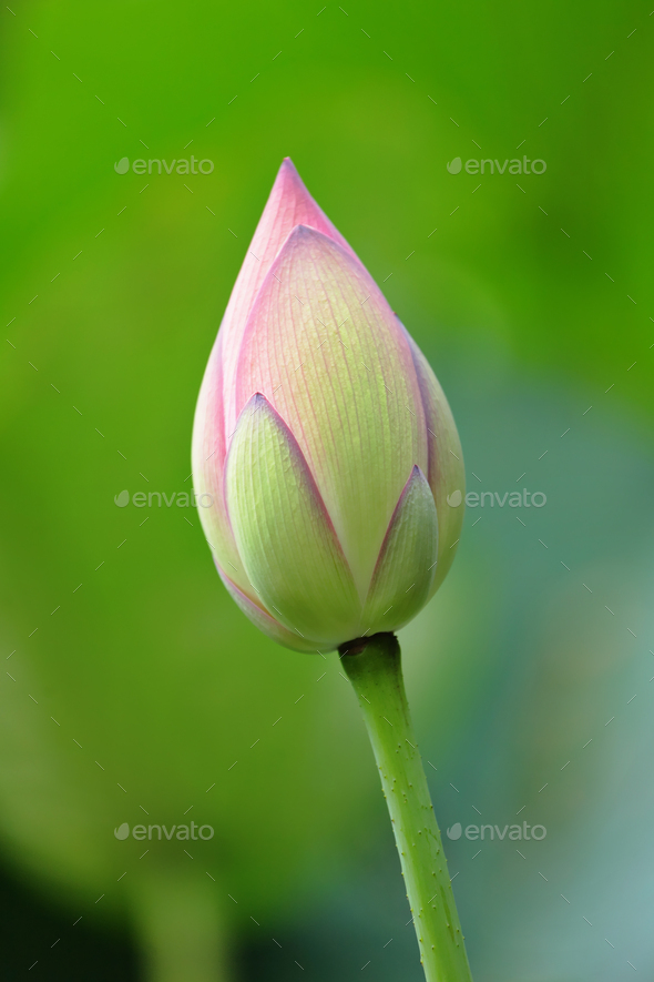 lotus bud Stock Photo by leungchopan | PhotoDune