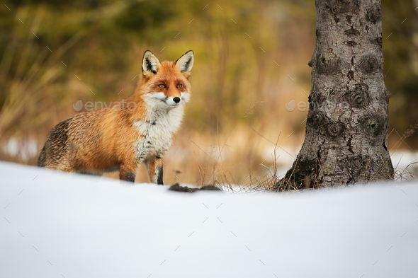 Red fox standing in snowy forest in winter nature Stock Photo by ...
