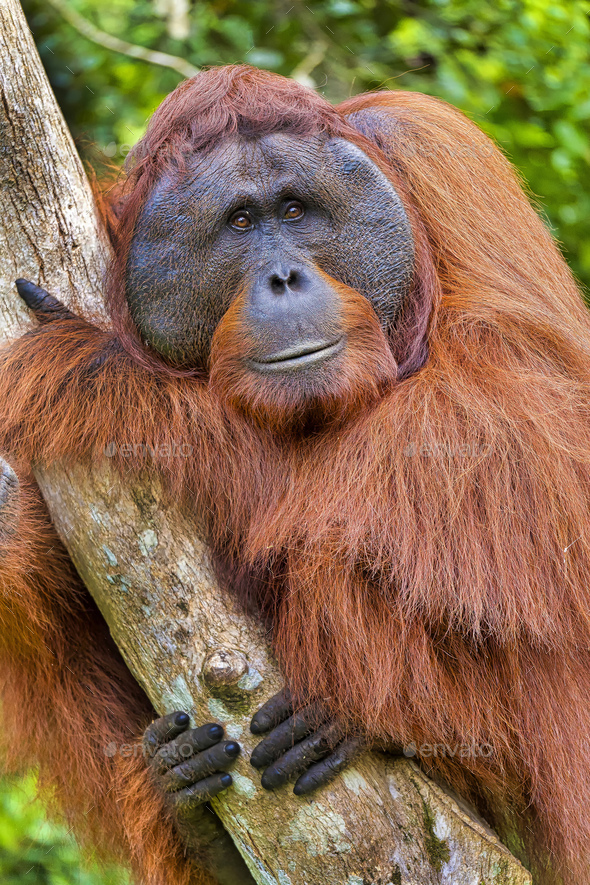 Orangutan, Tanjung Puting National Park, Borneo, Indonesia Stock Photo ...