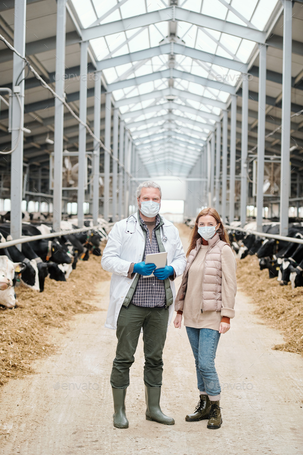 Working at dairy farm Stock Photo by Pressmaster | PhotoDune