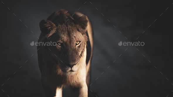 A lioness, Panthera leo, stands in dappled light and shadow Stock Photo ...