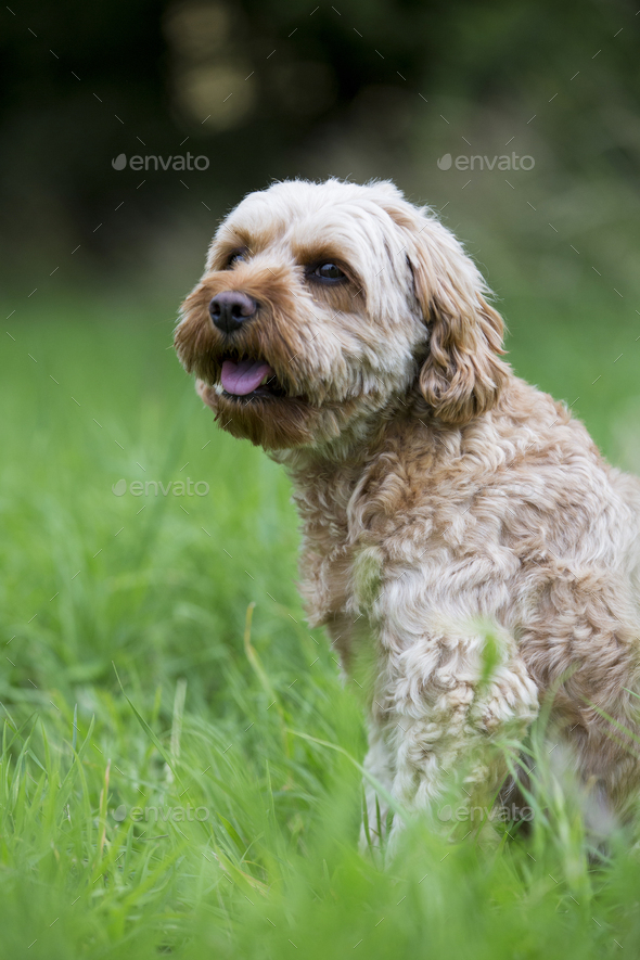 Portrait of a fawn coated young Cavapoo sitting in grass. Stock Photo ...