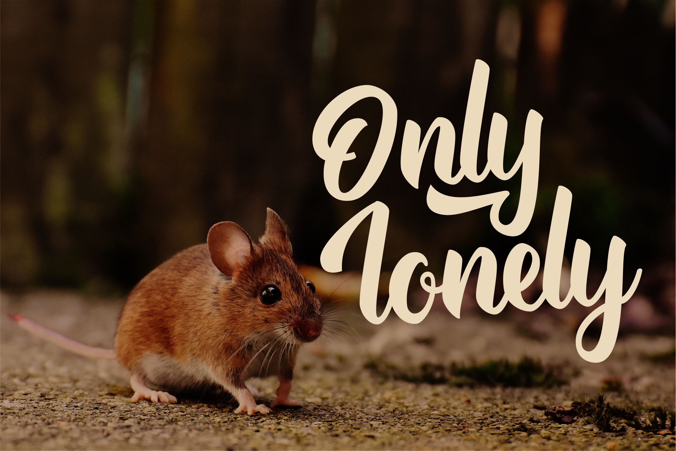 Milla, Fonts | GraphicRiver