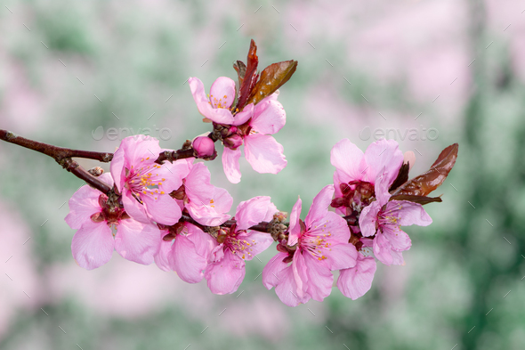 Pink peach blossoms Stock Photo by manfredxy | PhotoDune