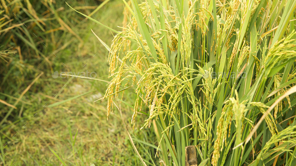 Rice Filed Stock Photo by Garakta-Studio | PhotoDune