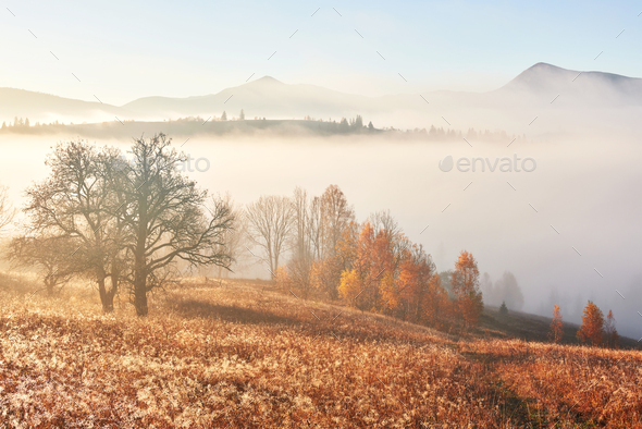 Shiny tree on a hill slope with sunny beams at mountain valley covered ...