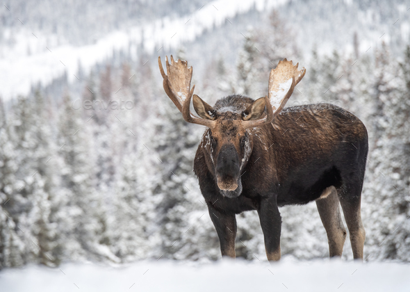 A Moose in Snow Stock Photo by harrycollinsphotography | PhotoDune