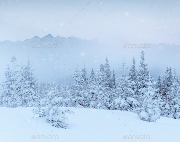 winter landscape trees and fence in hoarfrost, background with some ...