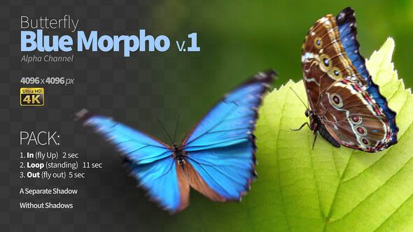 Butterfly Blue Morpho 1, Motion Graphics | VideoHive