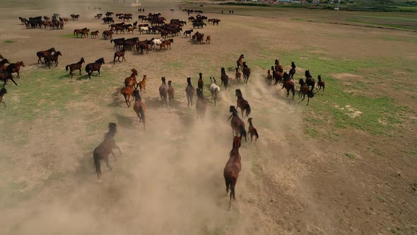 Horses Running Stampede, Stock Footage | VideoHive