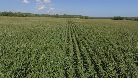 aerial green corn crop blowing in the wind low flight 4k, Stock Footage