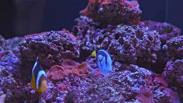 Aquarium Fish (4K), Stock Footage | VideoHive