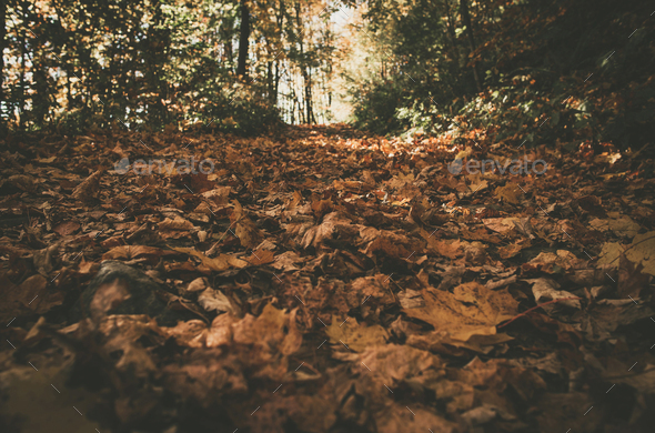 Fallen Autumn Leaves in a Forest Stock Photo by duallogic | PhotoDune