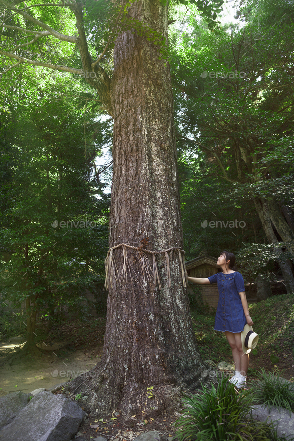 Young woman touching shimenawa ropes on tree at Shinto Sakurai Shrine ...
