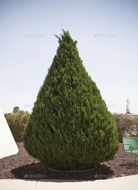Conical Shaped Evergreen Tree Stock Photo by Mint_Images | PhotoDune