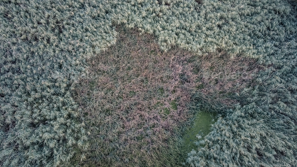 Vegetation Aerial View Stock Photo by baspentrubas | PhotoDune