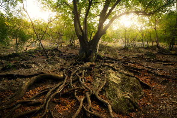 Old tree with big roots Stock Photo by linux87 | PhotoDune