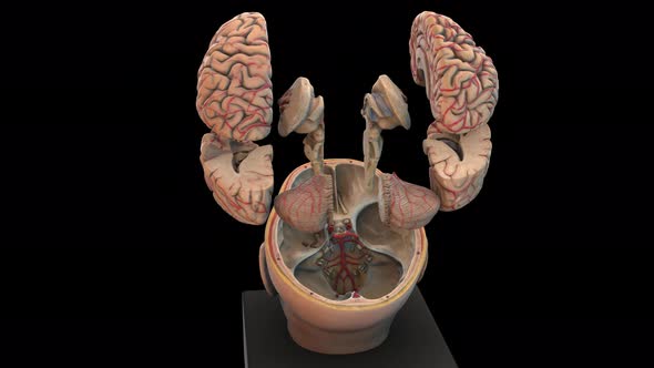 Size Intracranial Brain Structure Rotation Zoom Out Back, Motion Graphics