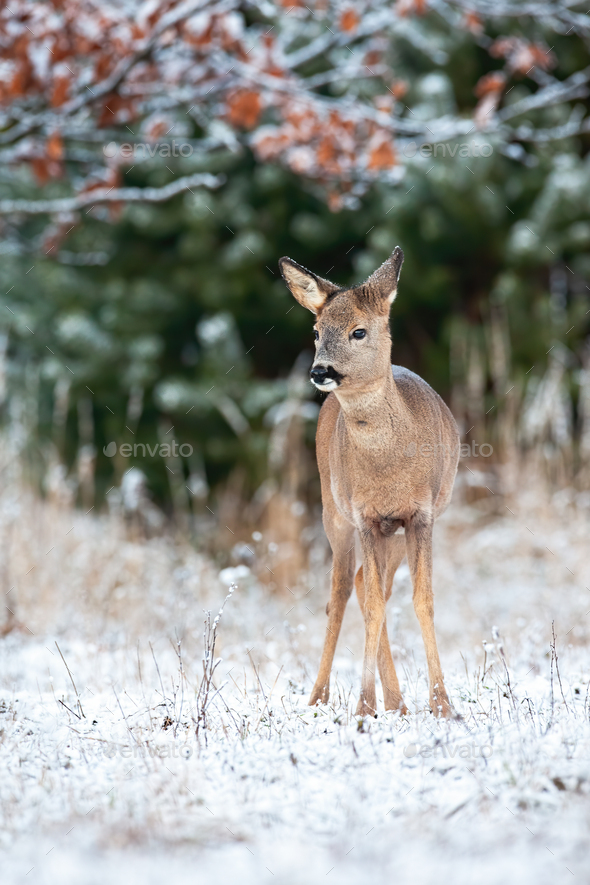 Young roe deer doe standing on field in winter nature Stock Photo by ...