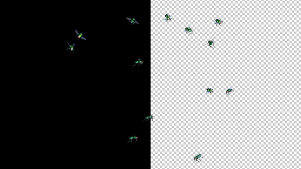 13 Green Flies - Flying Swarm - LS - Transparent Loop, Motion Graphics