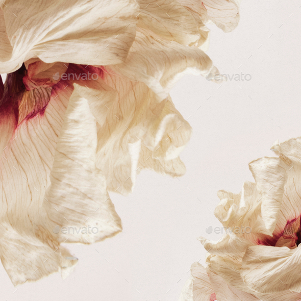 Natural dried flower floral background Stock Photo by Rawpixel | PhotoDune
