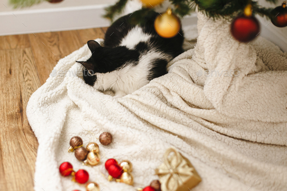 Adorable cat sleeping under christmas tree with red and gold baubles on ...