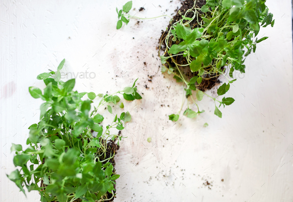 Microgreens basil on white background, Vegan micro sunflower greens ...