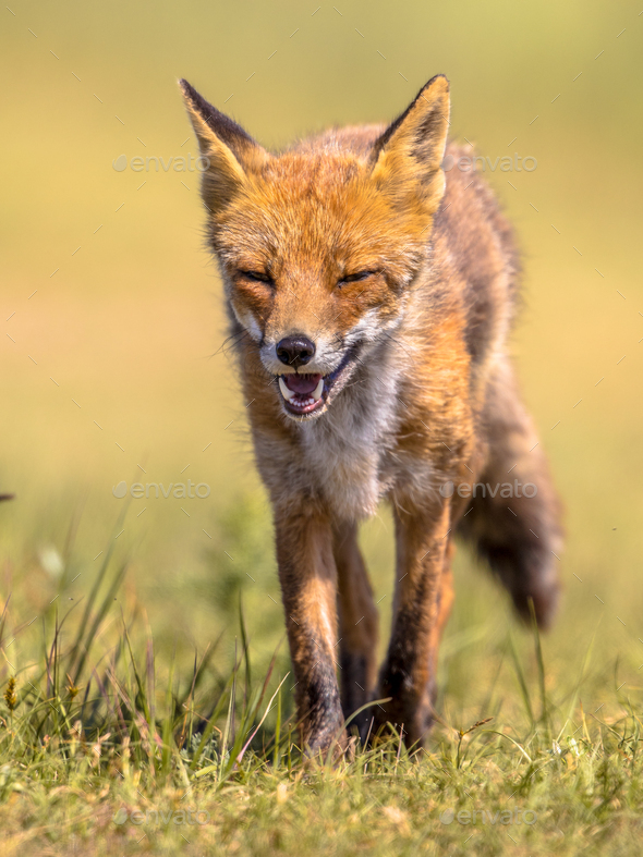 Red Fox portrait Stock Photo by CreativeNature_nl | PhotoDune